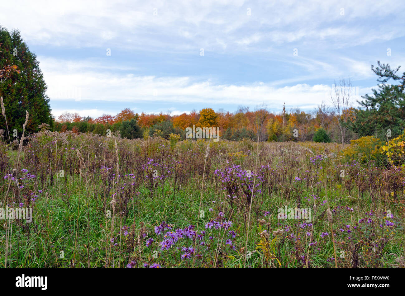 Canada plant trees hi-res stock photography and images - Alamy