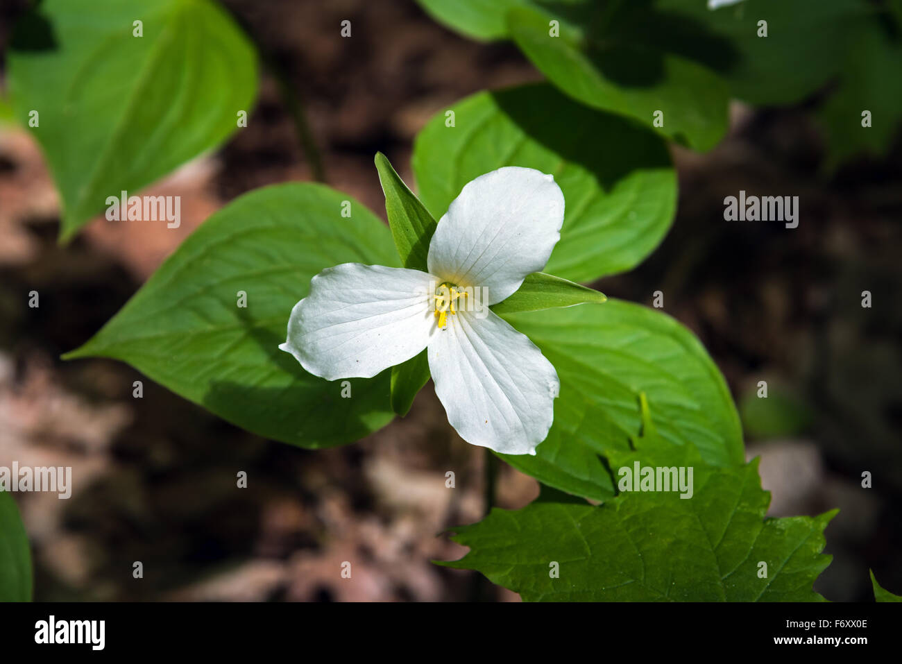 Closeup white trillium flower hi-res stock photography and images - Alamy