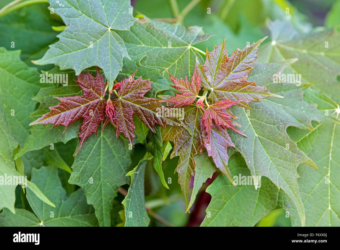 Canadian blue spruce hi-res stock photography and images - Alamy