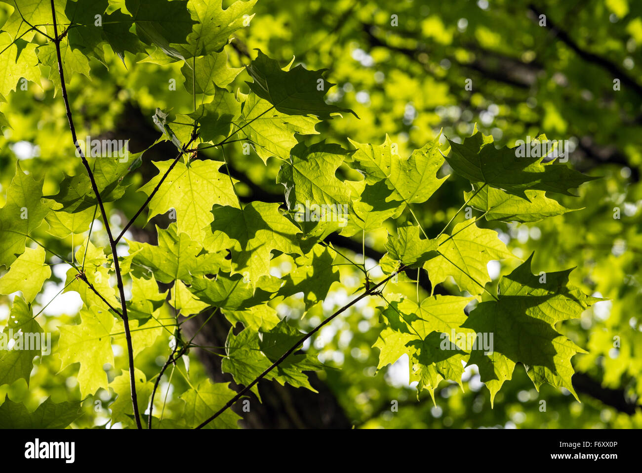 Green maple leaves in spring Canadian forest Stock Photo - Alamy