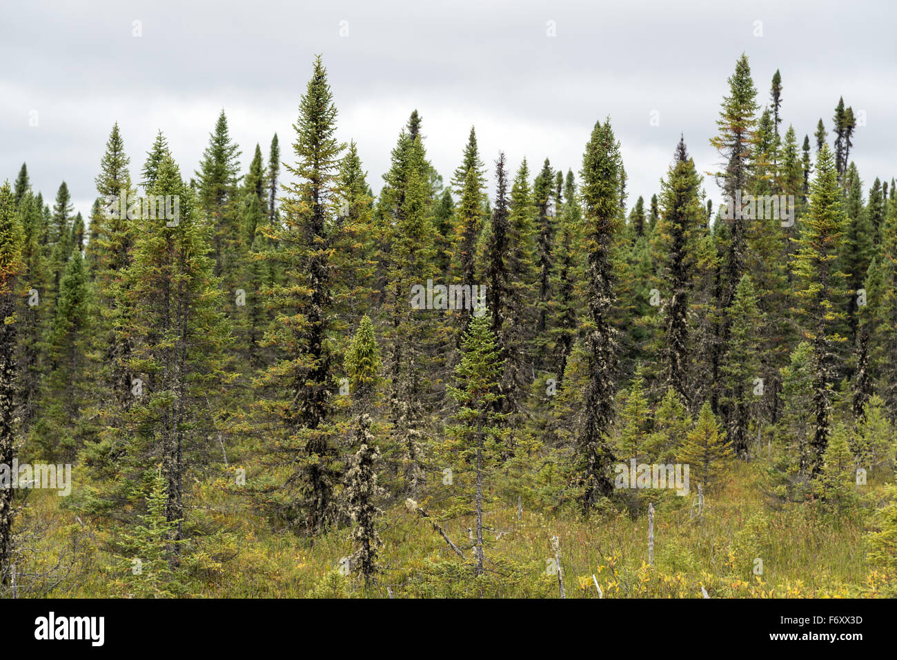 Landscape with forest in North Ontario. Canada Stock Photo - Alamy