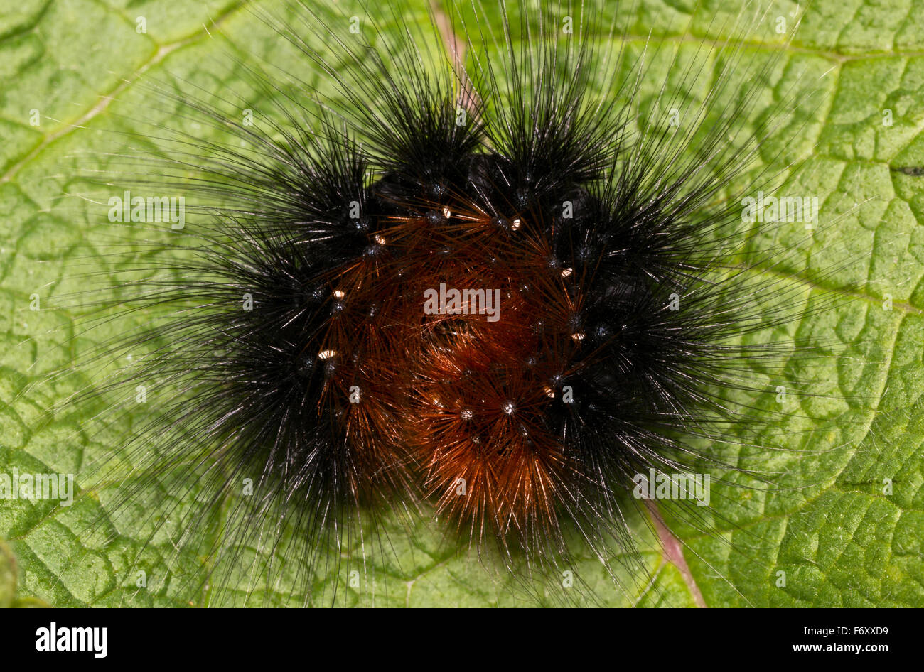 Furry caterpillar hi-res stock photography and images - Alamy