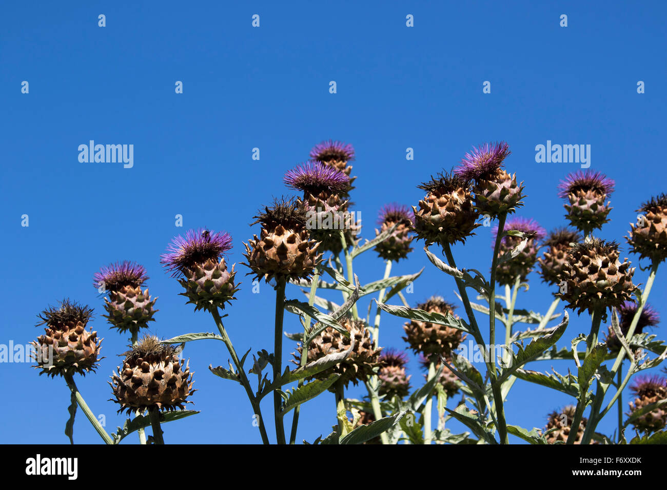 Thistle Thistles growing in sunshine blue sky Stock Photo - Alamy