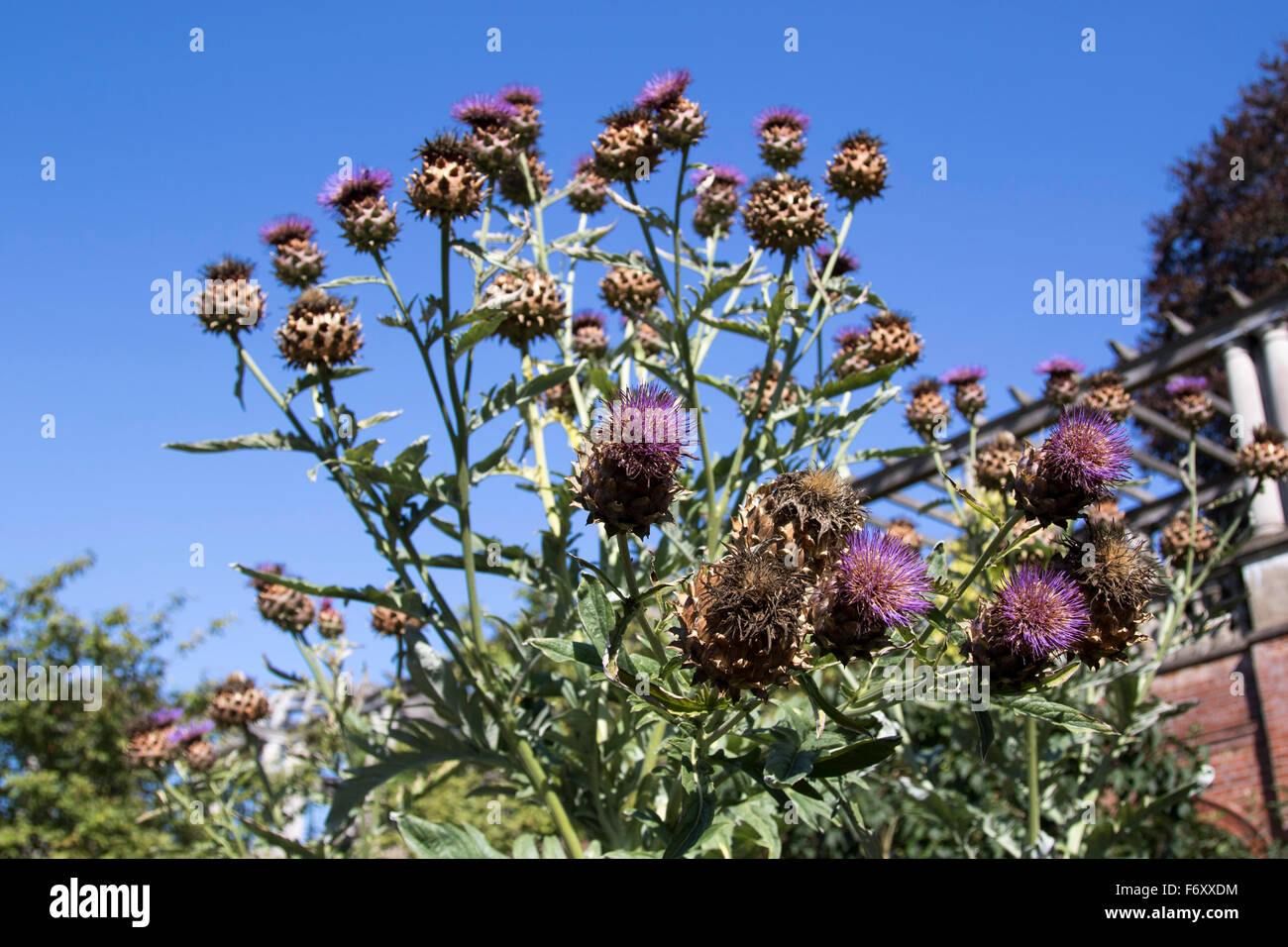 Thistle Thistles growing in sunshine blue sky Stock Photo - Alamy