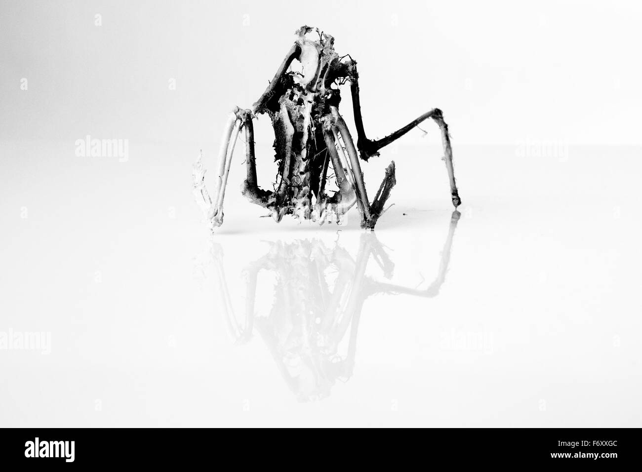 Dead bird detail Black and White Stock Photos & Images - Alamy