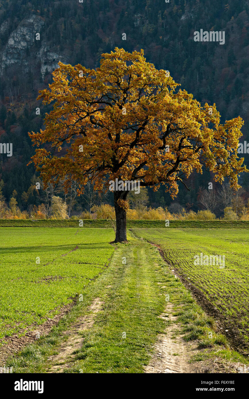 Oak Tree ( Quercus ) in autumn, Unterwoessen, Upper Bavaria, Germany ...