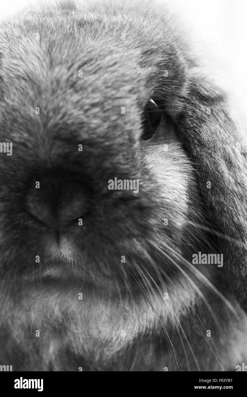 Close up portrait of a long ear rabbit Stock Photo - Alamy