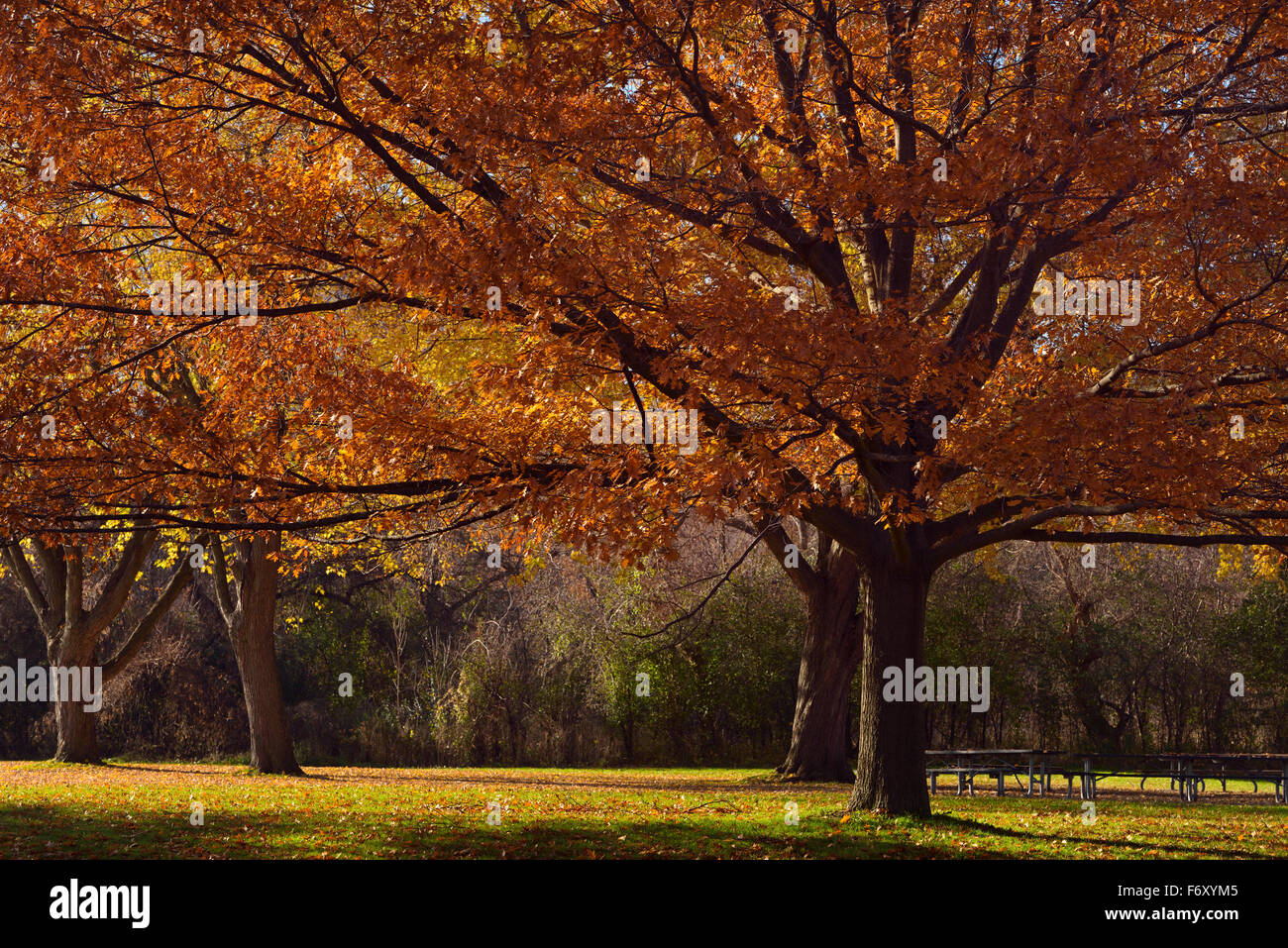 Red Oak trees in the Fall in a Toronto Park in the morning Stock Photo ...