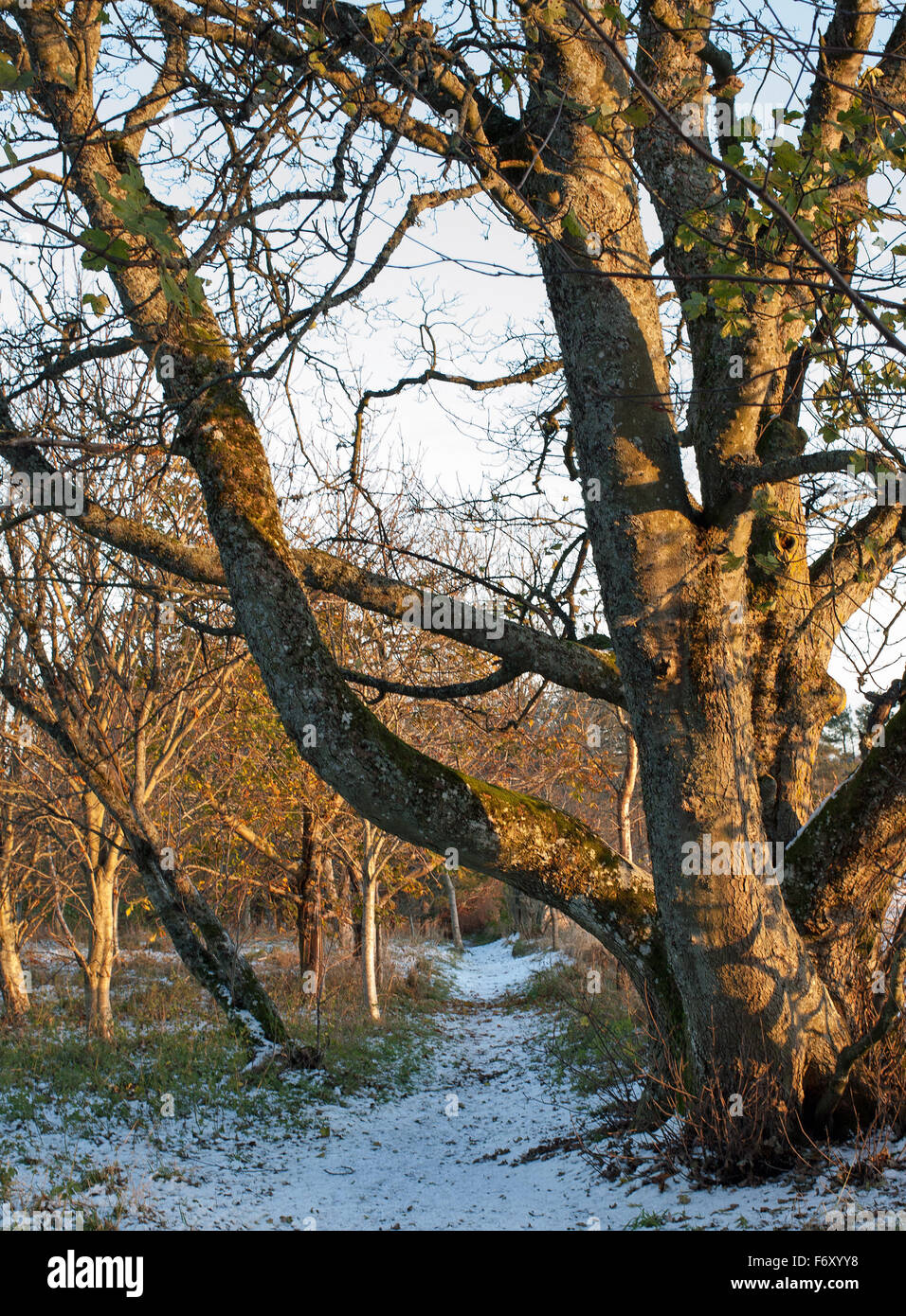 Winter Snow scene in Kennethmont, Scotland. November 21st 2015 Stock ...