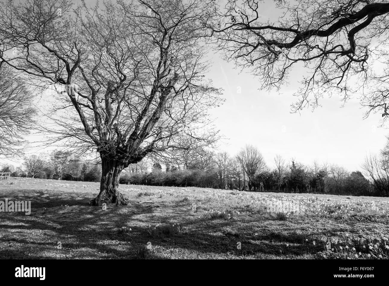 Spring fields woods Black and White Stock Photos & Images - Alamy