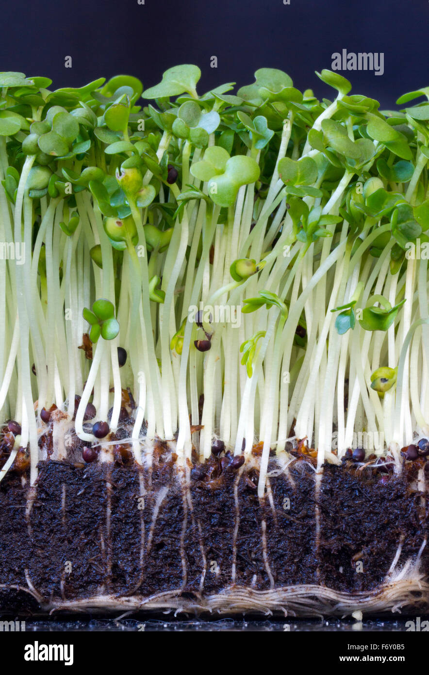 Garden Cress Seeds In Hindi