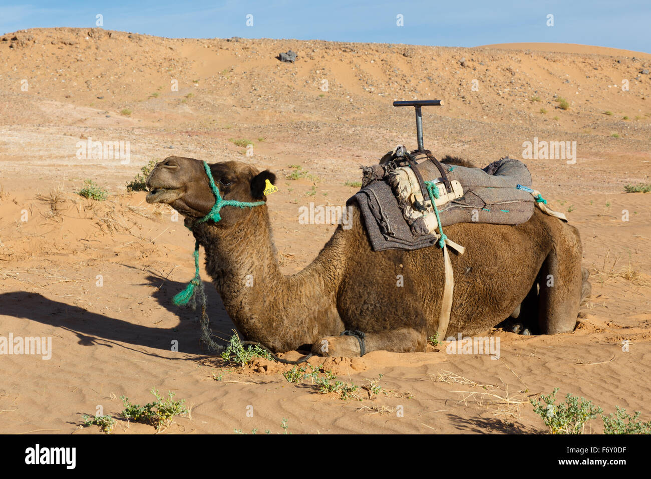 Camel toe hi-res stock photography and images - Alamy
