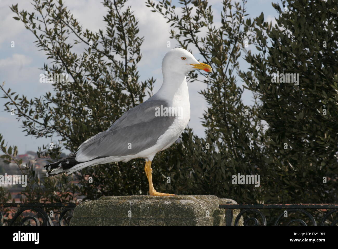 Yellow-legged gull (Larus michahellis Stock Photo - Alamy
