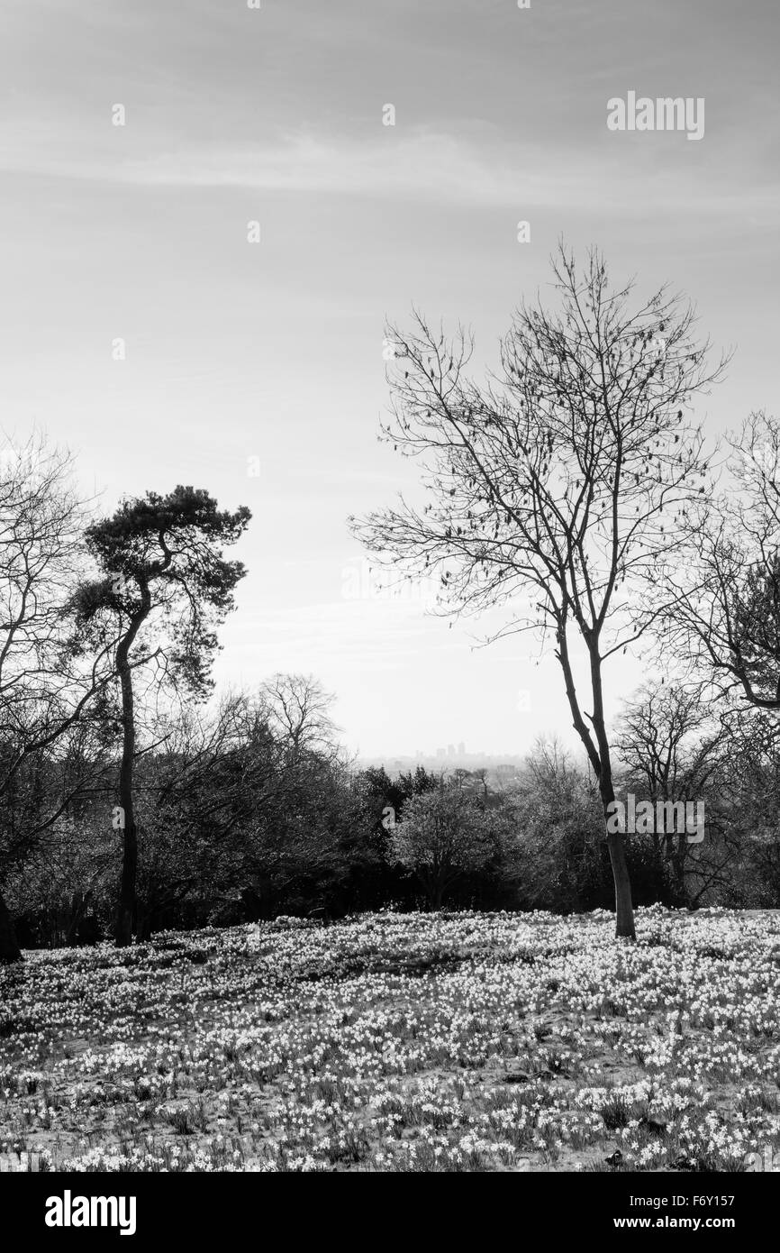 large daffodil fields woods in essex england, london canary wharf can ...