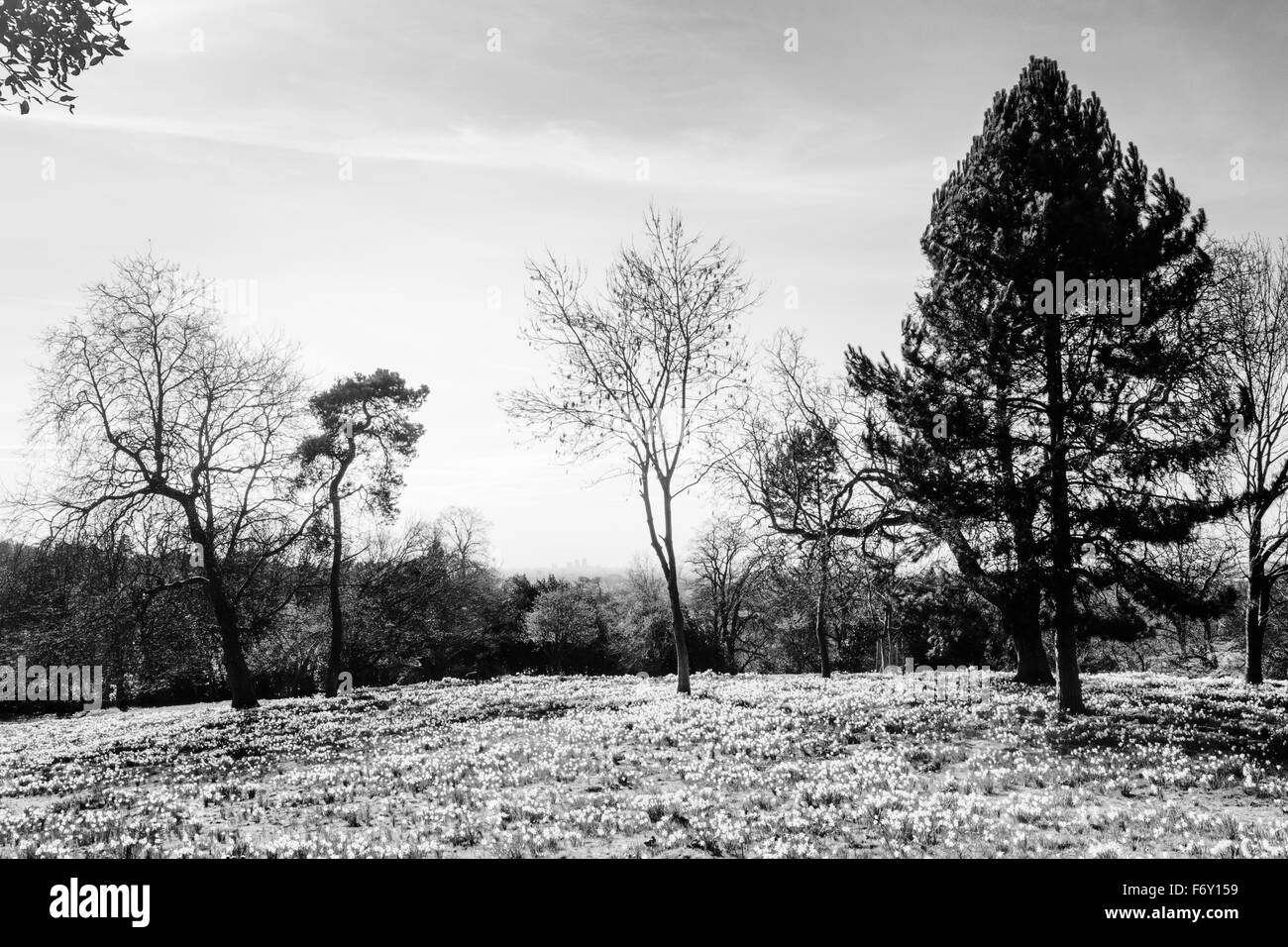 large daffodil fields woods in essex england, london canary wharf can ...