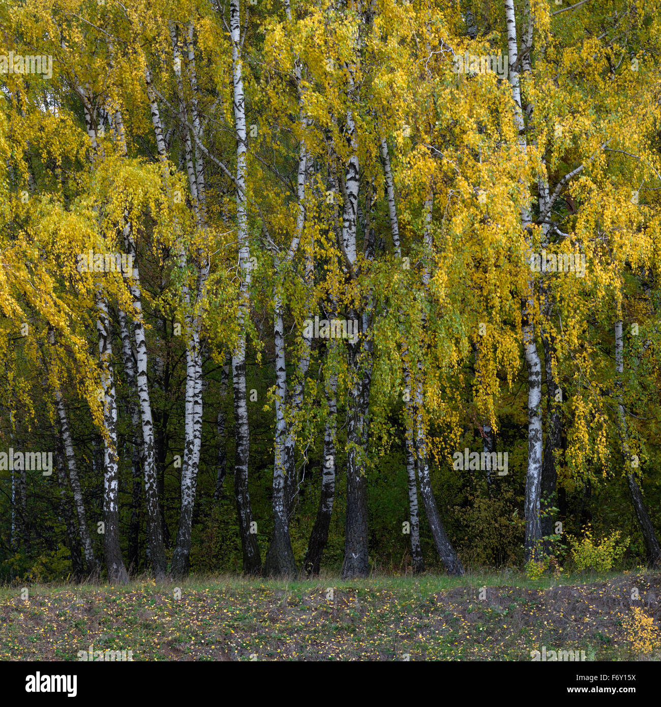 White fall birch trees with autumn leaves Stock Photo - Alamy