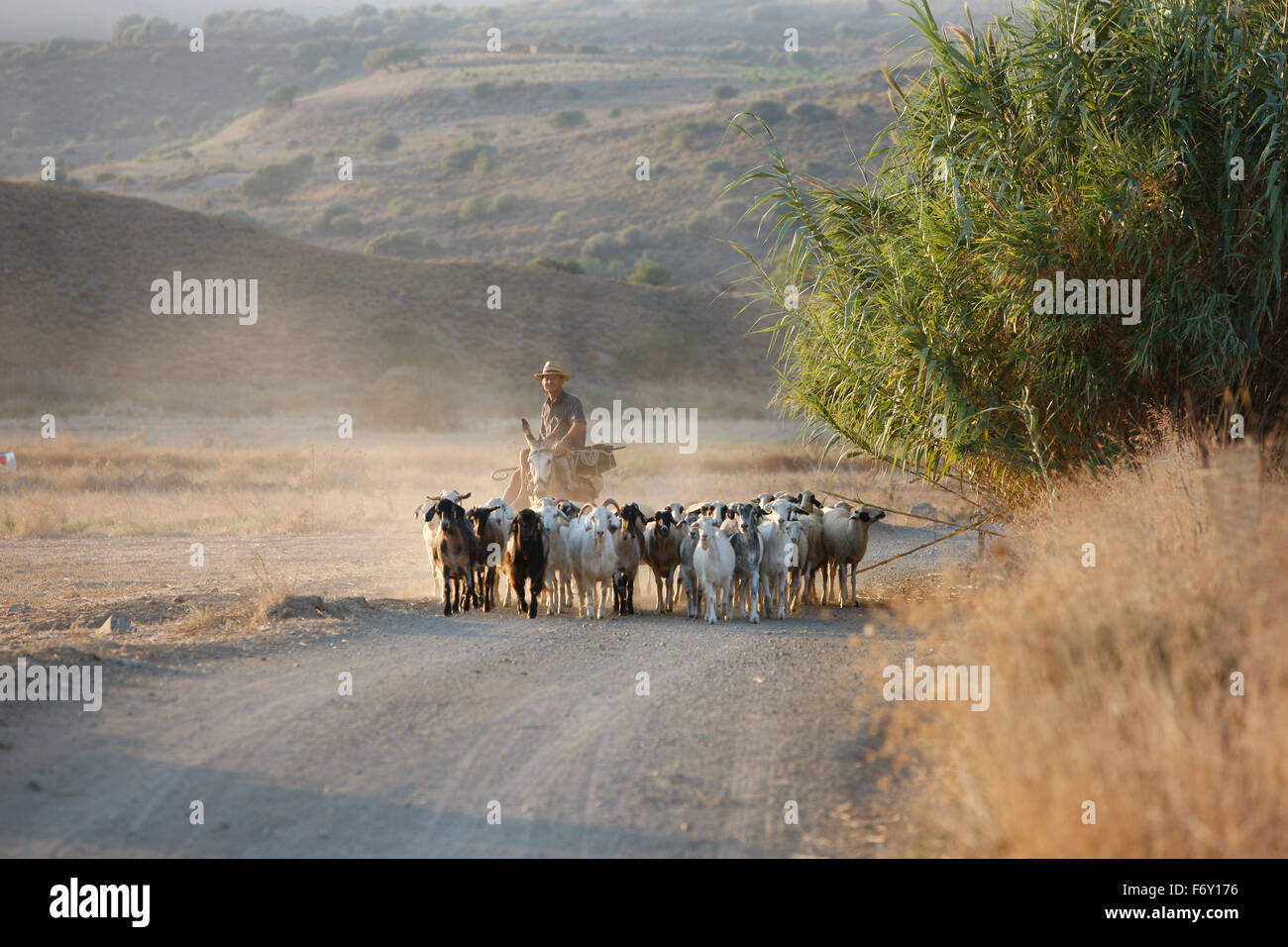 Wide view of a Greek farmer on his donkey behind a flock of ...