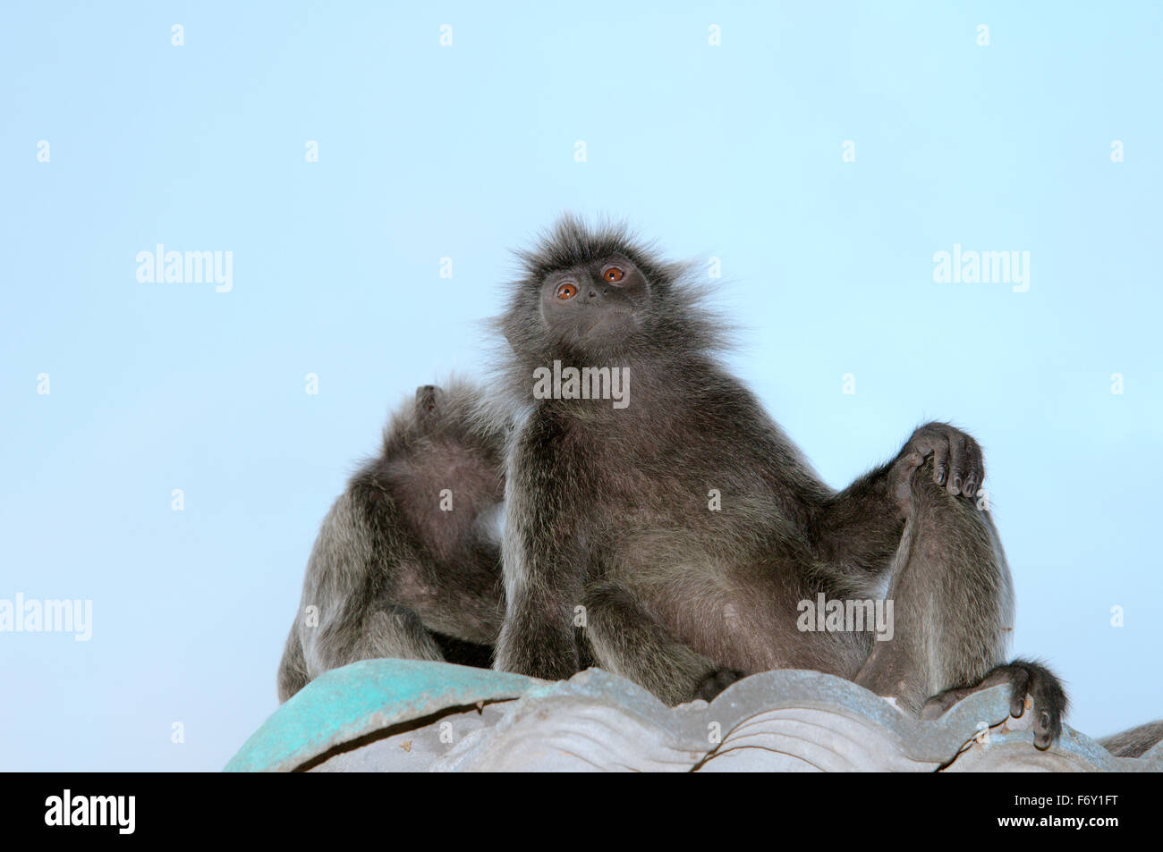 silvered leaf monkey, silvery langur or silvery lutung (Trachypithecus ...