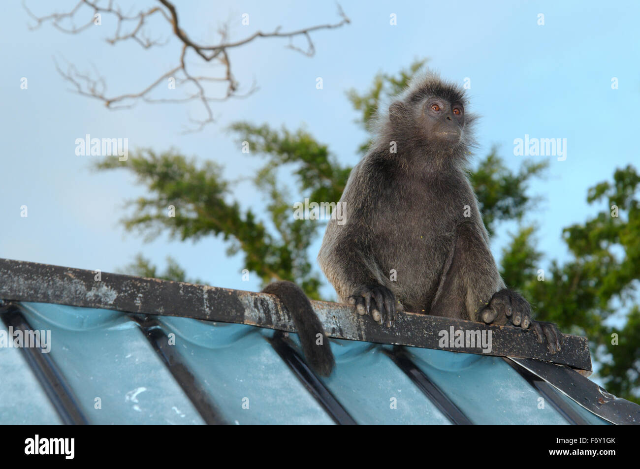 silvered leaf monkey, silvery langur or silvery lutung (Trachypithecus ...
