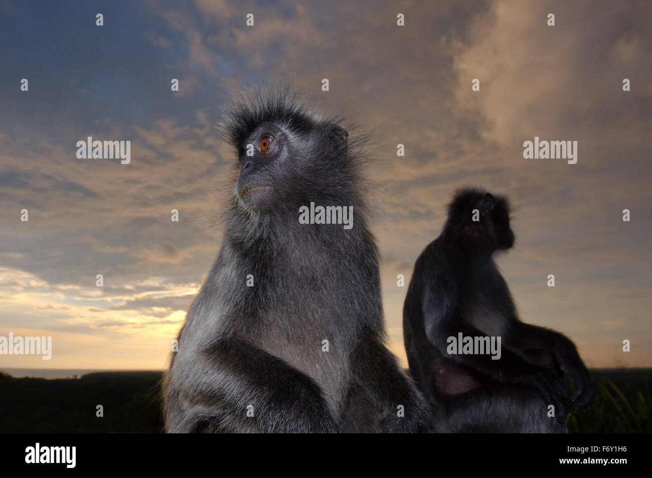 silvered leaf monkey, silvery langur or silvery lutung (Trachypithecus ...