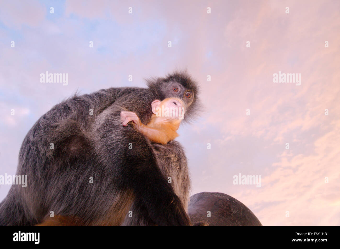 Silvery lutung baby trachypithecus cristatus hi-res stock photography ...