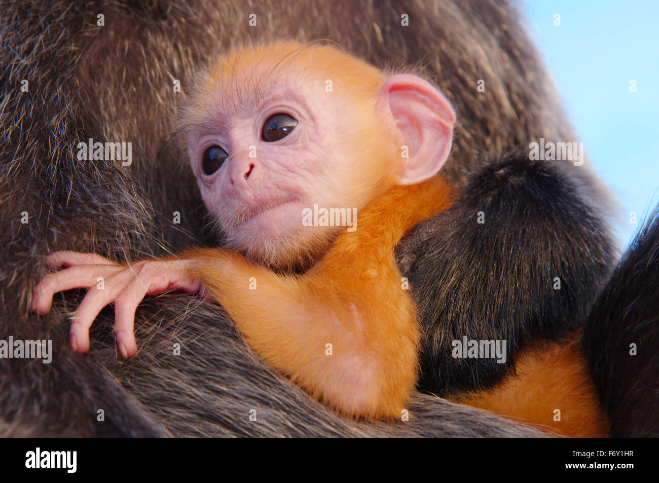 silvered leaf monkey, silvery langur or silvery lutung (Trachypithecus ...