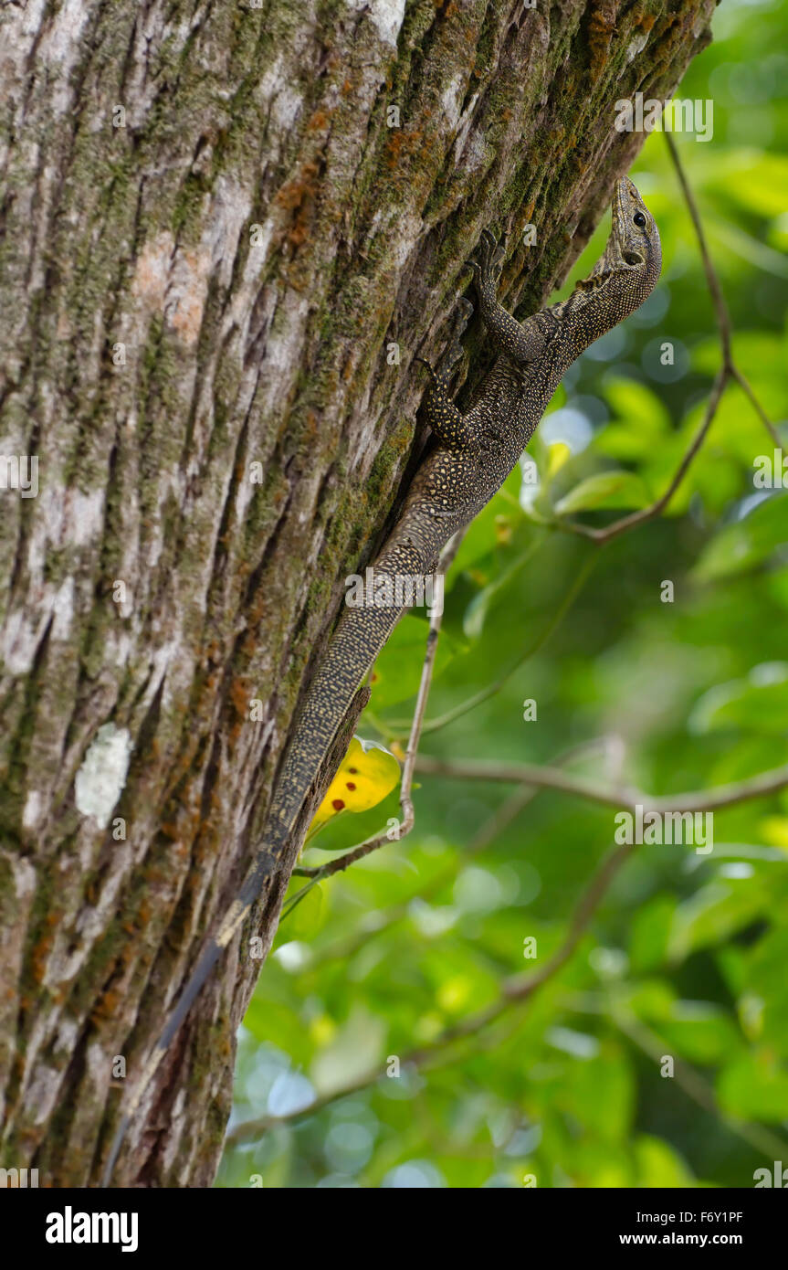 Asian water monitor tree hi-res stock photography and images - Alamy