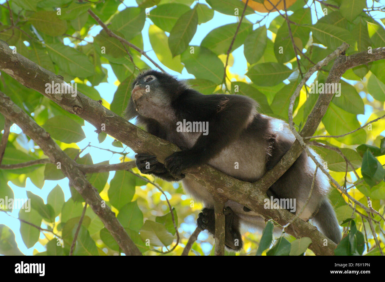Trachypithecus obscurus hi-res stock photography and images - Alamy