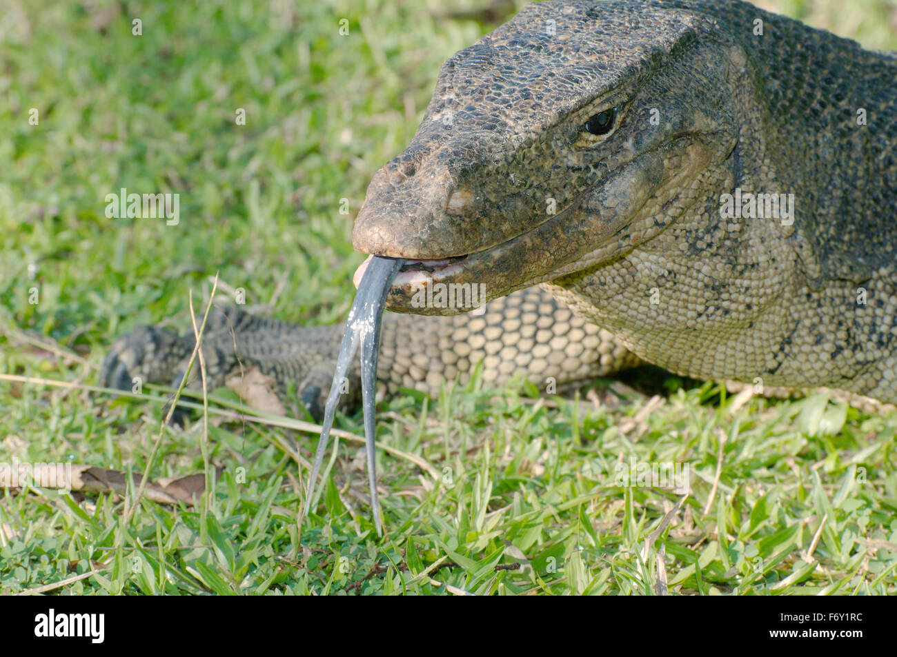 Asian water monitor or Aquatic Varan (Varanus salvator) Redang island ...