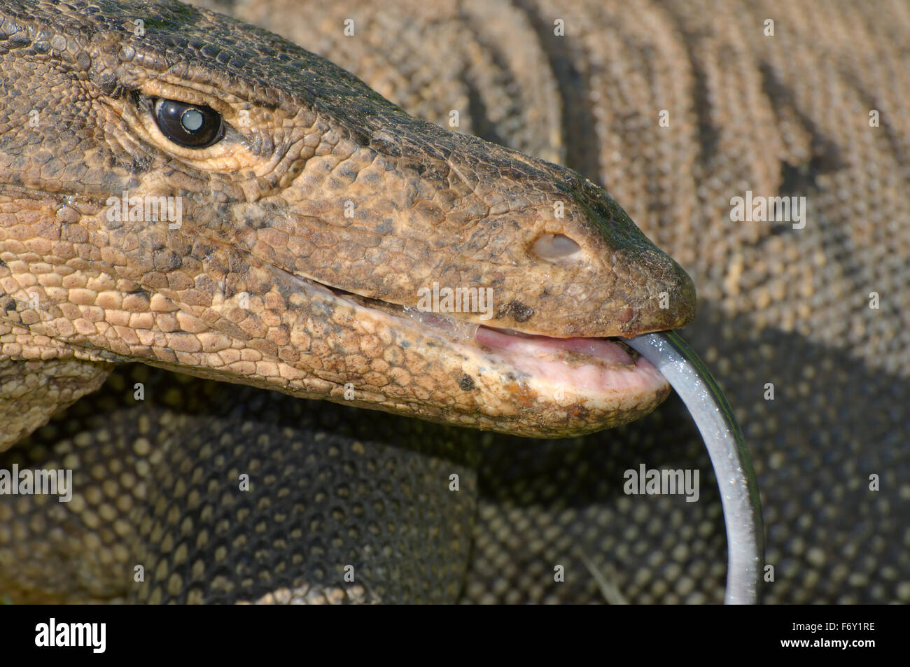 Asian water monitor or Aquatic Varan (Varanus salvator) Redang island ...
