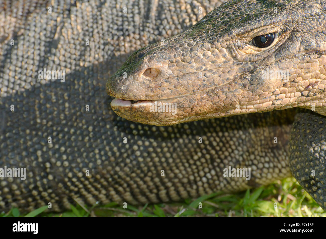 Large asian water monitor hi-res stock photography and images - Alamy