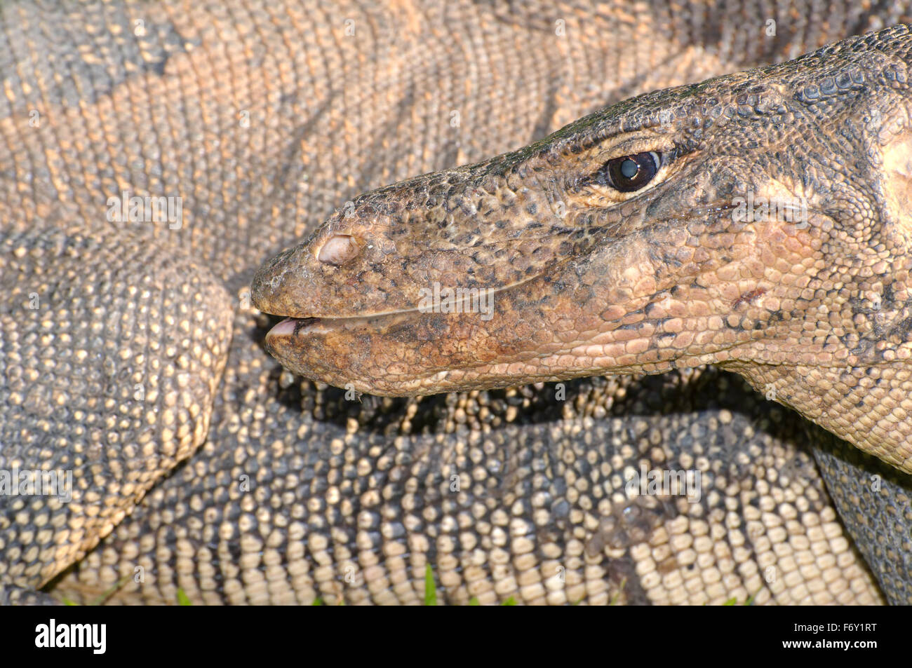 Asian water monitor or Aquatic Varan (Varanus salvator) Redang island ...