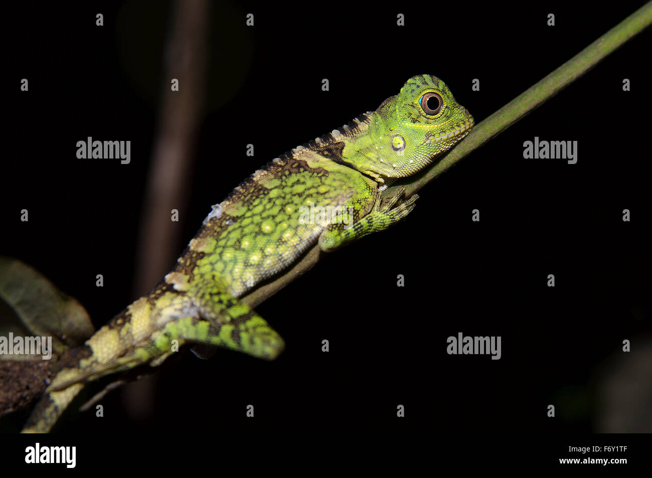 Chameleon Forest Dragon or Chameleon Anglehead Lizard (Gonocephalus ...