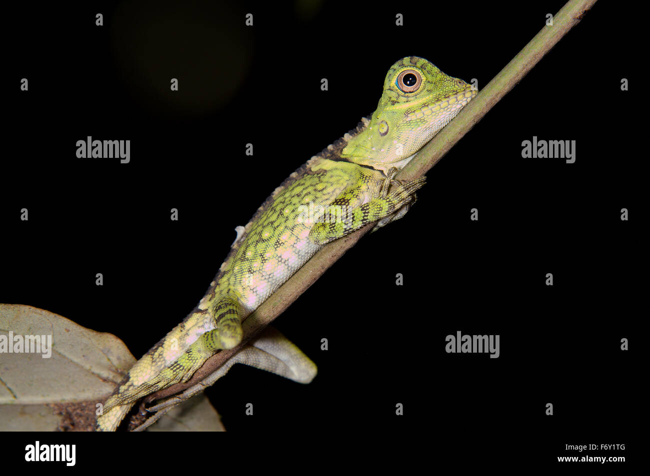 Chameleon Forest Dragon or Chameleon Anglehead Lizard (Gonocephalus ...