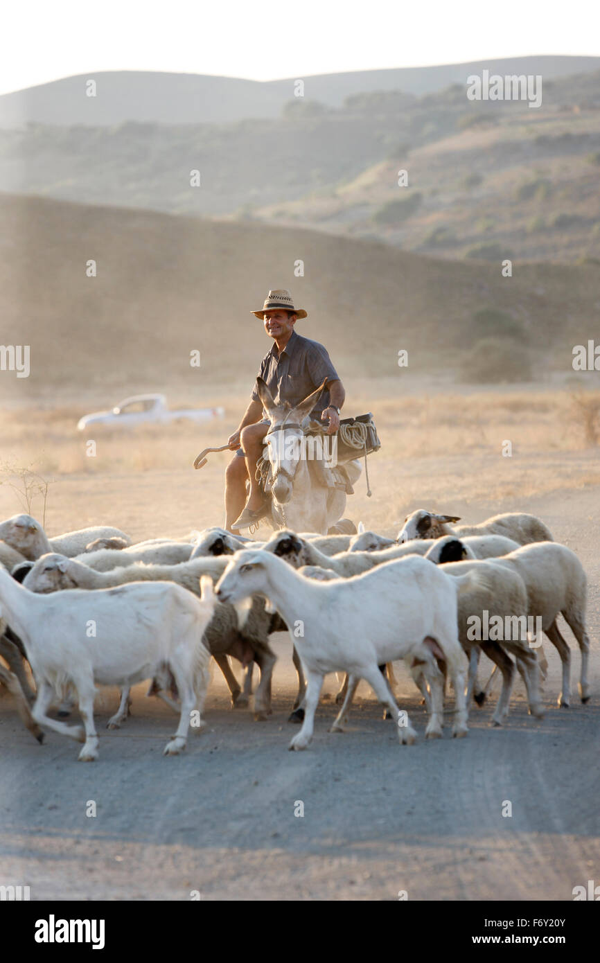 Greek shepherd guides his flock of sheep and goats, followed by his dog ...