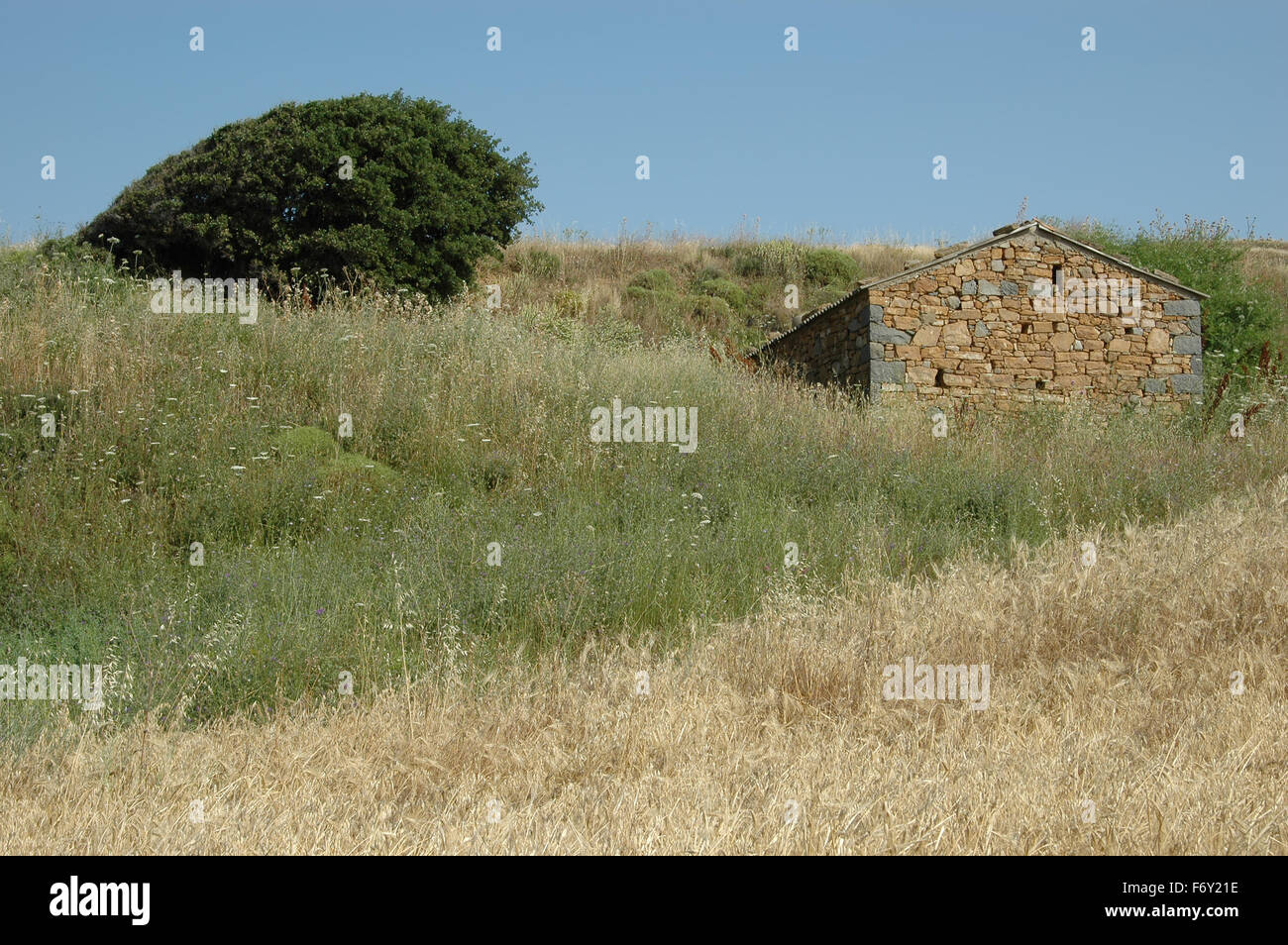 Gomari hi-res stock photography and images - Alamy