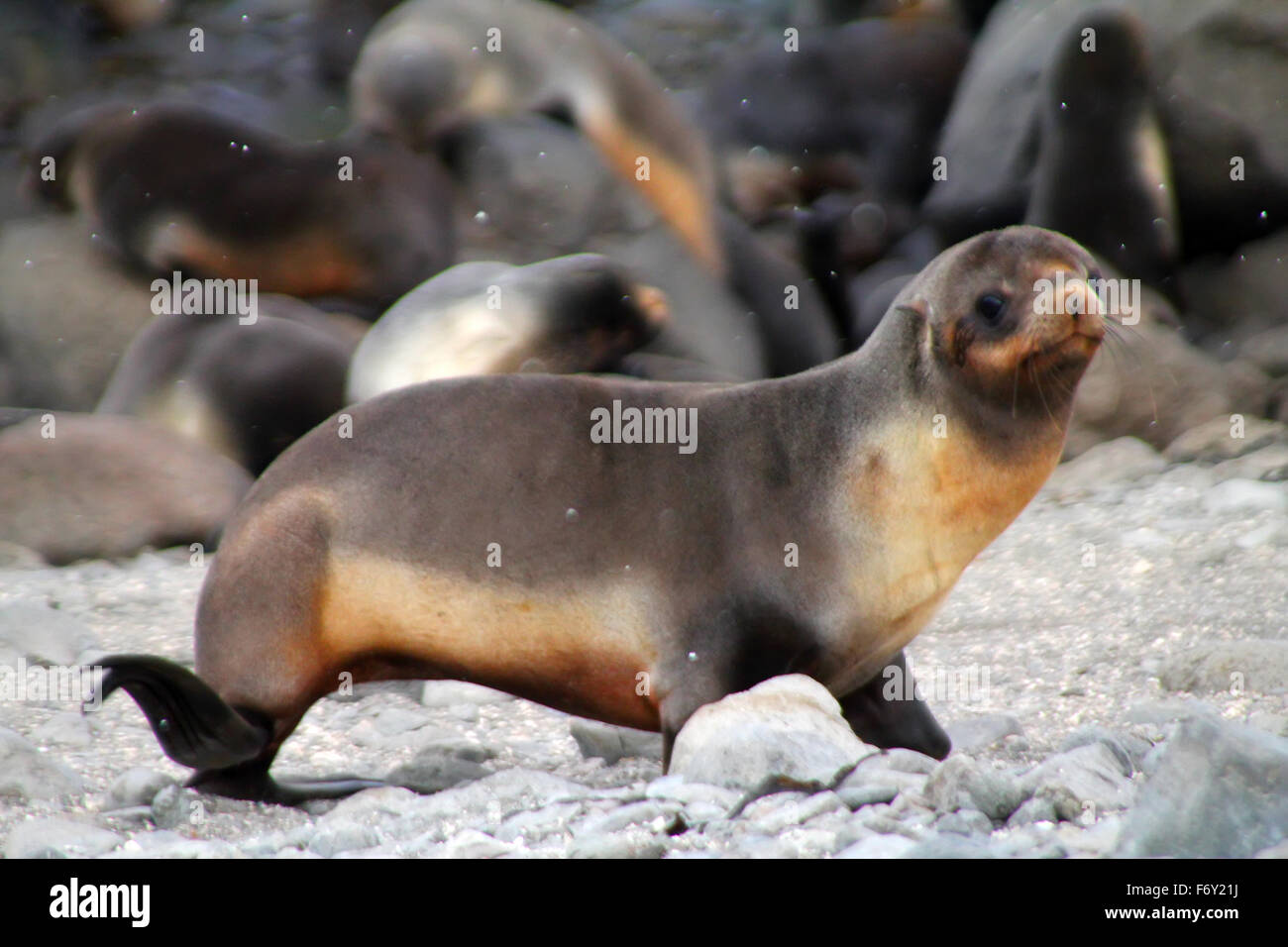 Young female of sea bear on rookery. Commander Islands Stock Photo - Alamy