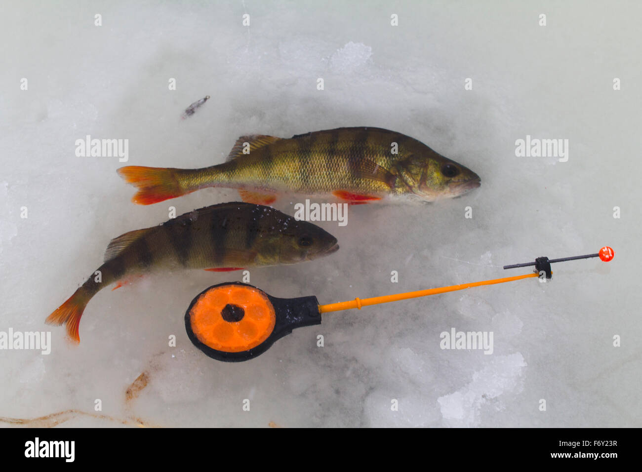 freshwater perch on the ice fishing first in new year Stock Photo - Alamy