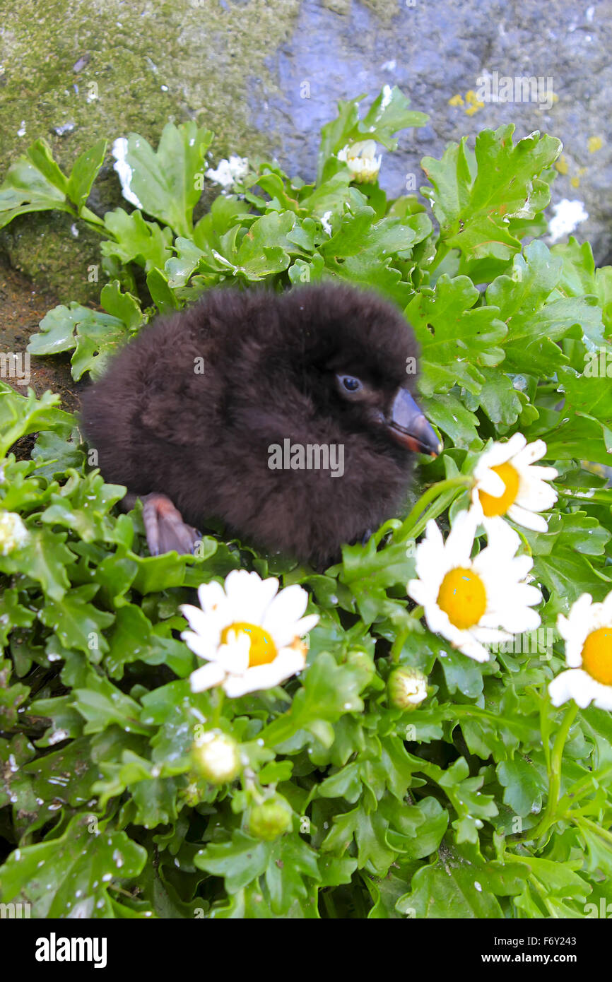 Black baby bird of Lunda cirrhata at a hole. Commander Islands Stock ...