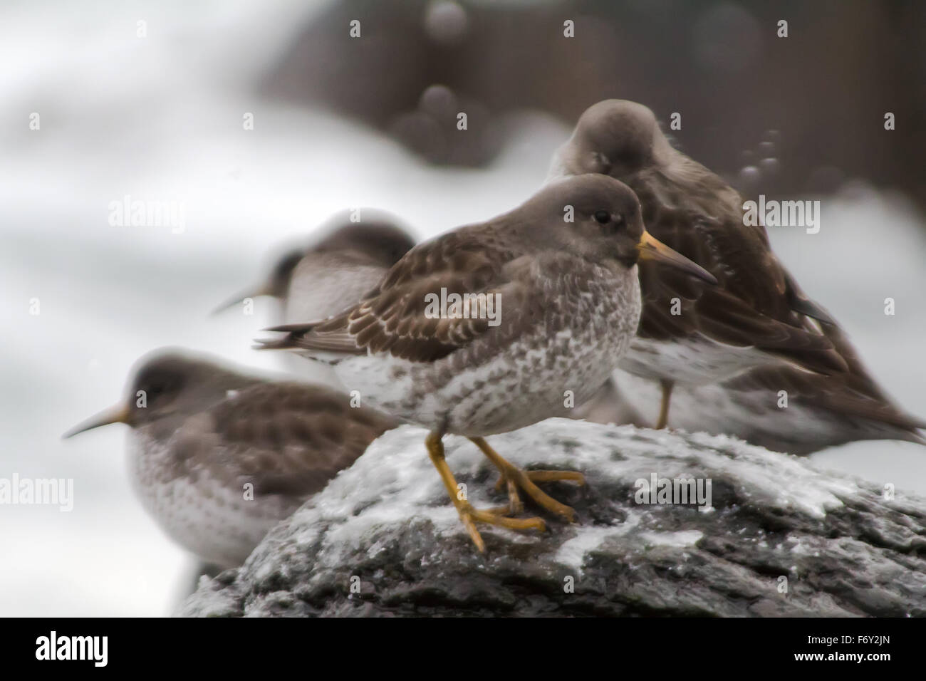 Calidris ptilocnemis qutra. Flight. ( Commander Islands Stock Photo - Alamy