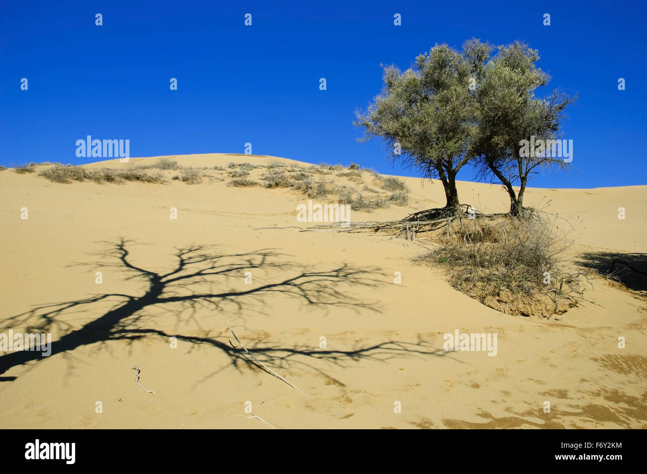 Long tree shadow on the sand & two olive trees growing in the sand ...