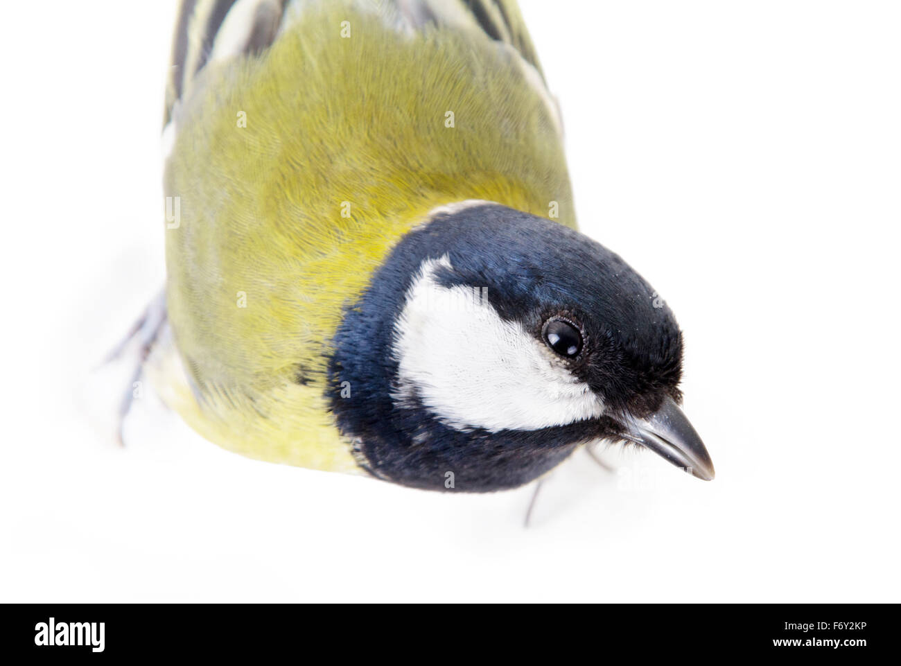 The great titmouse on a white background close up Stock Photo - Alamy