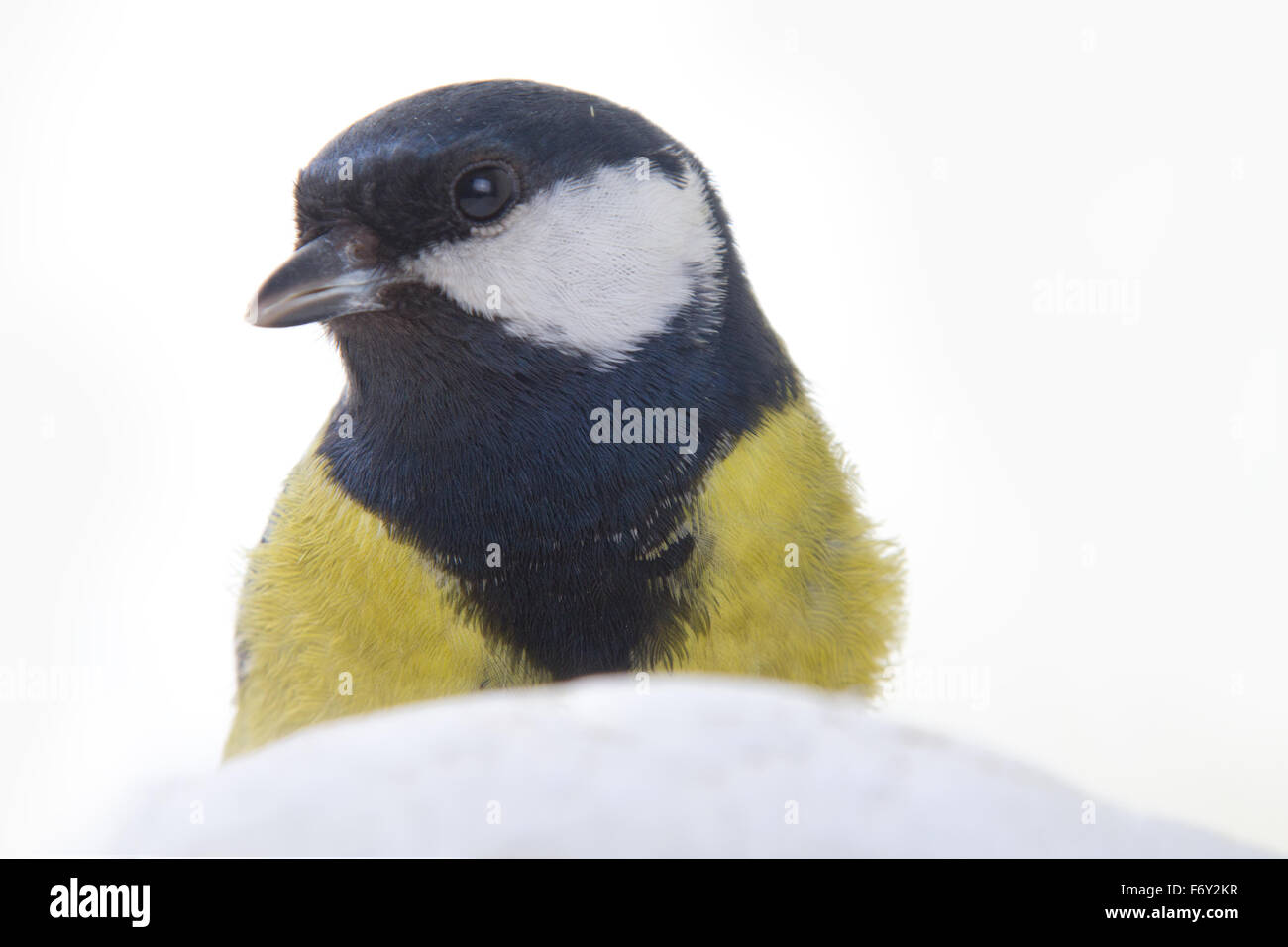 The great titmouse on a white background close up Stock Photo - Alamy