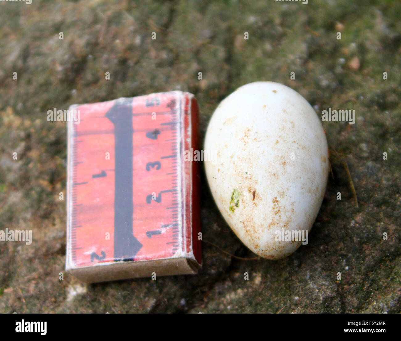 Egg of Parakeet Auklet (Cyclorrhynchus psittacula) with a "ruler ...