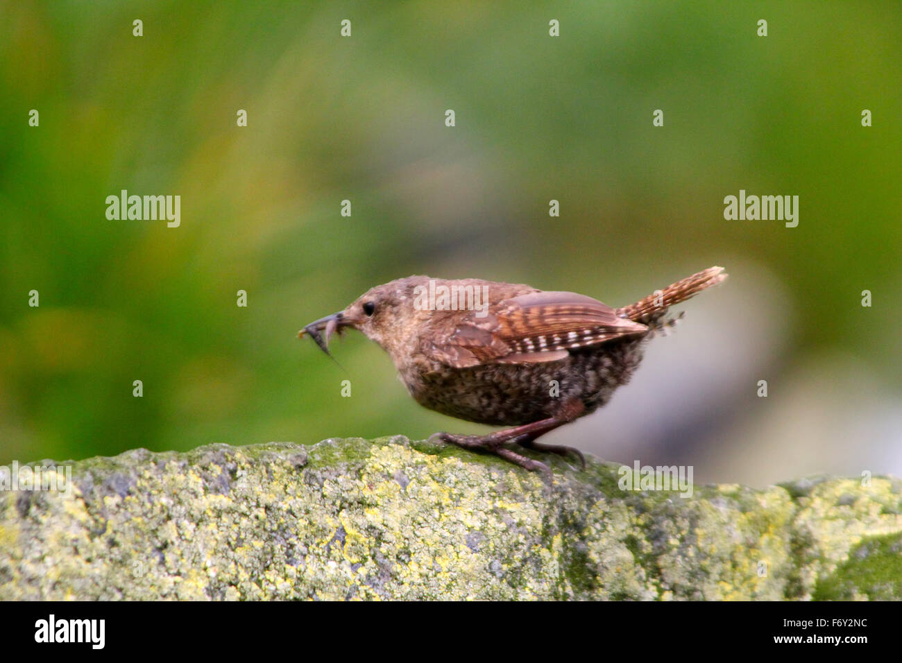 The Commander Winter Wren (Troglodytes troglodytes pallescens) with ...