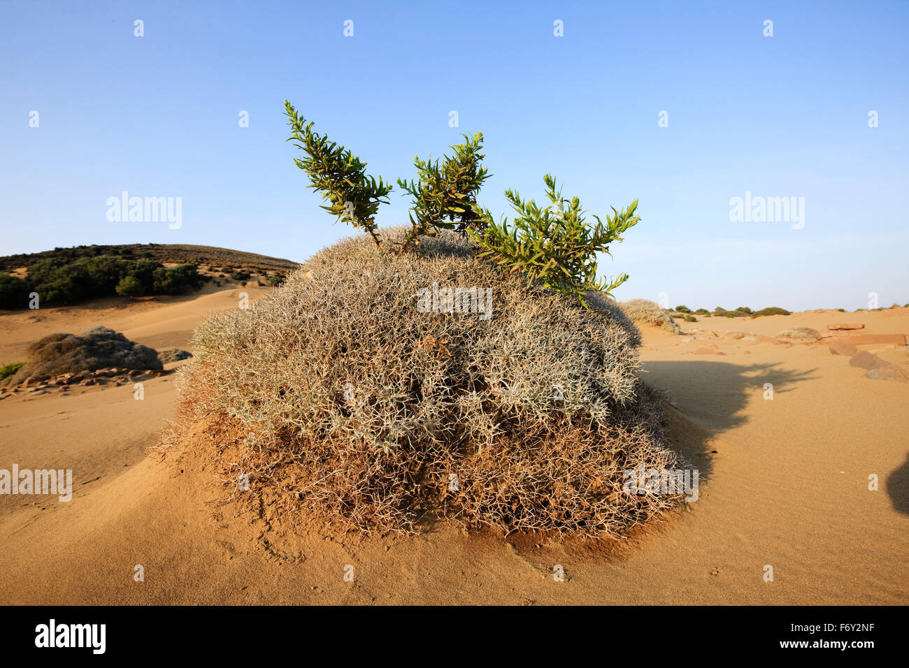Dried vegetation in the middle of the sand dunes of Gomati. Katalako ...