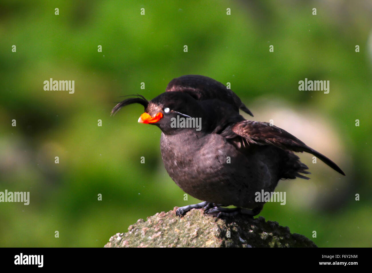 the Crested Auklet (Aethia cristatella) : breeding plumage. Commander ...