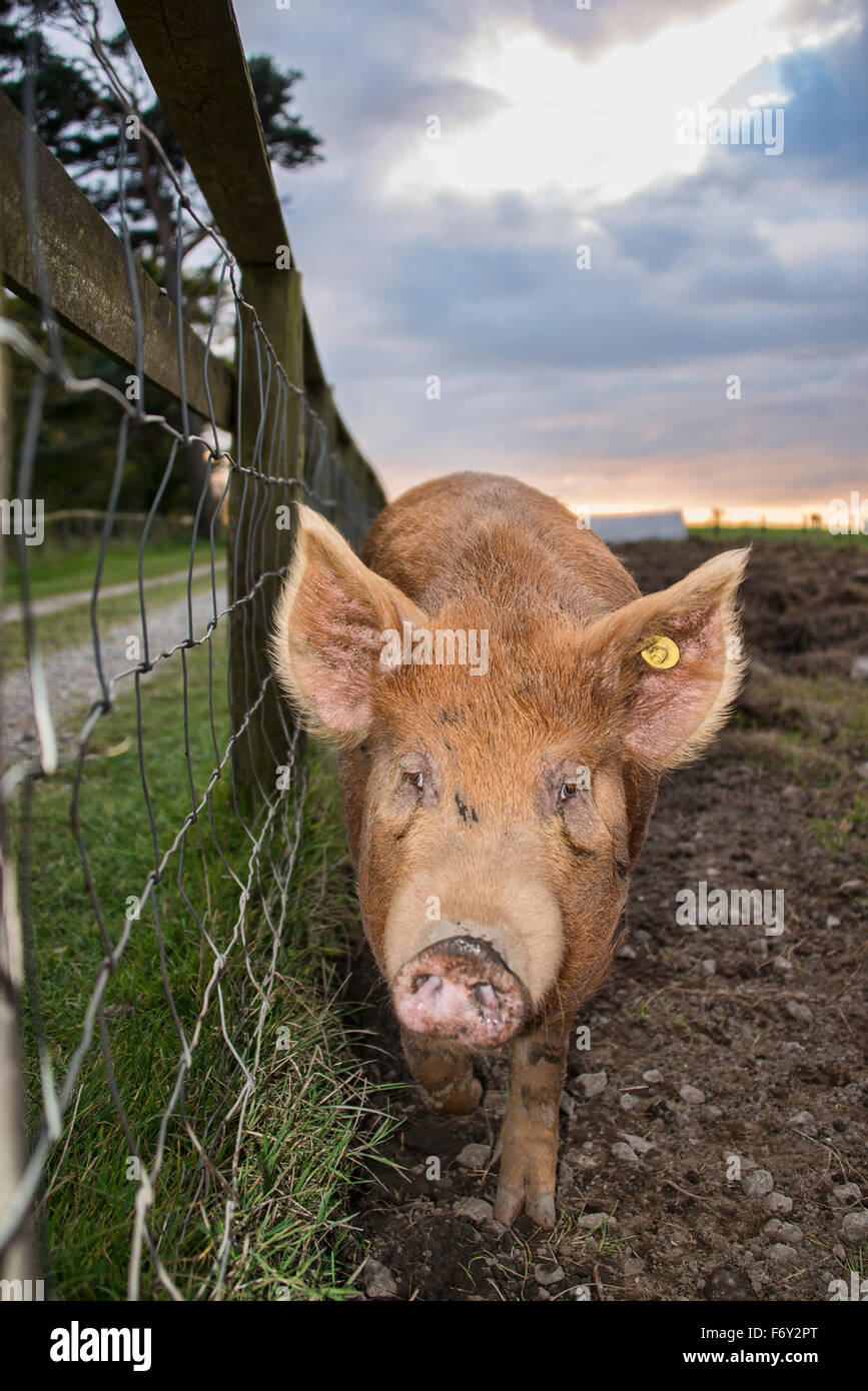 Rare breed Tamworth Pig Stock Photo - Alamy