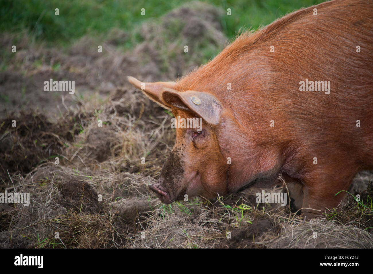 Rare breed Tamworth Pig Stock Photo - Alamy