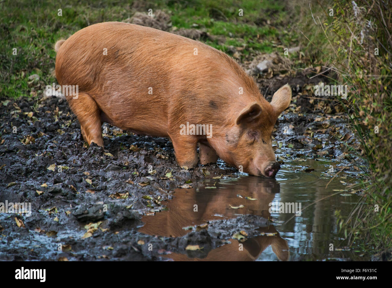 Rare breed pig hi-res stock photography and images - Alamy